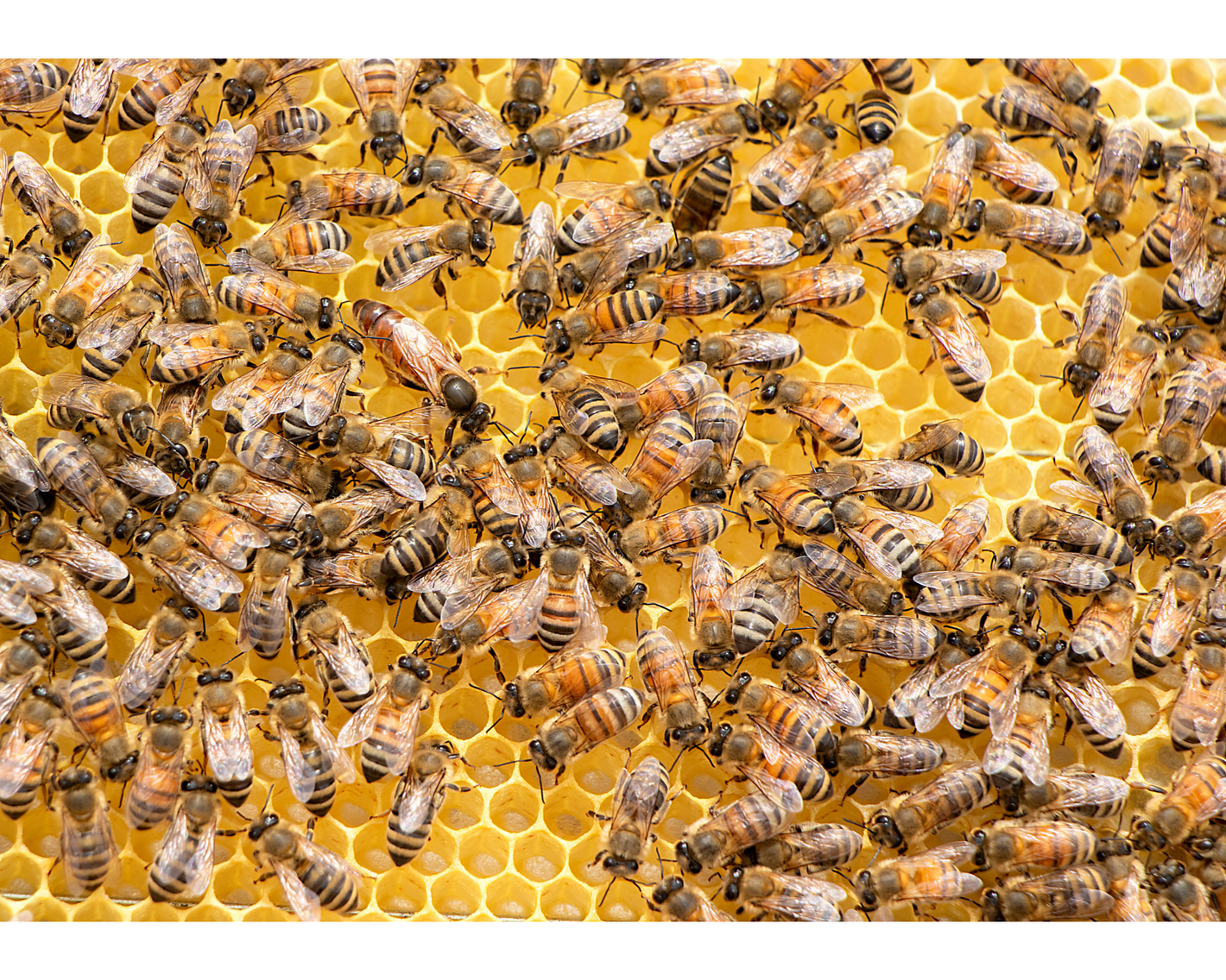 Inglewood Bees